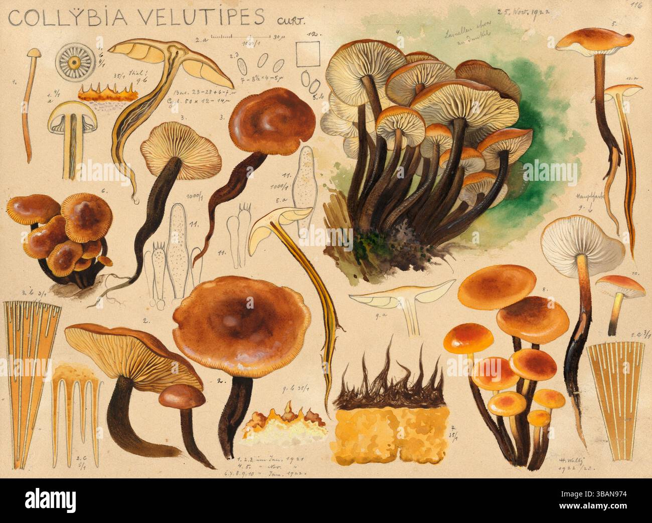 Mushroom, fungi, common velvet foot, Flammulina velutipes, syn ...