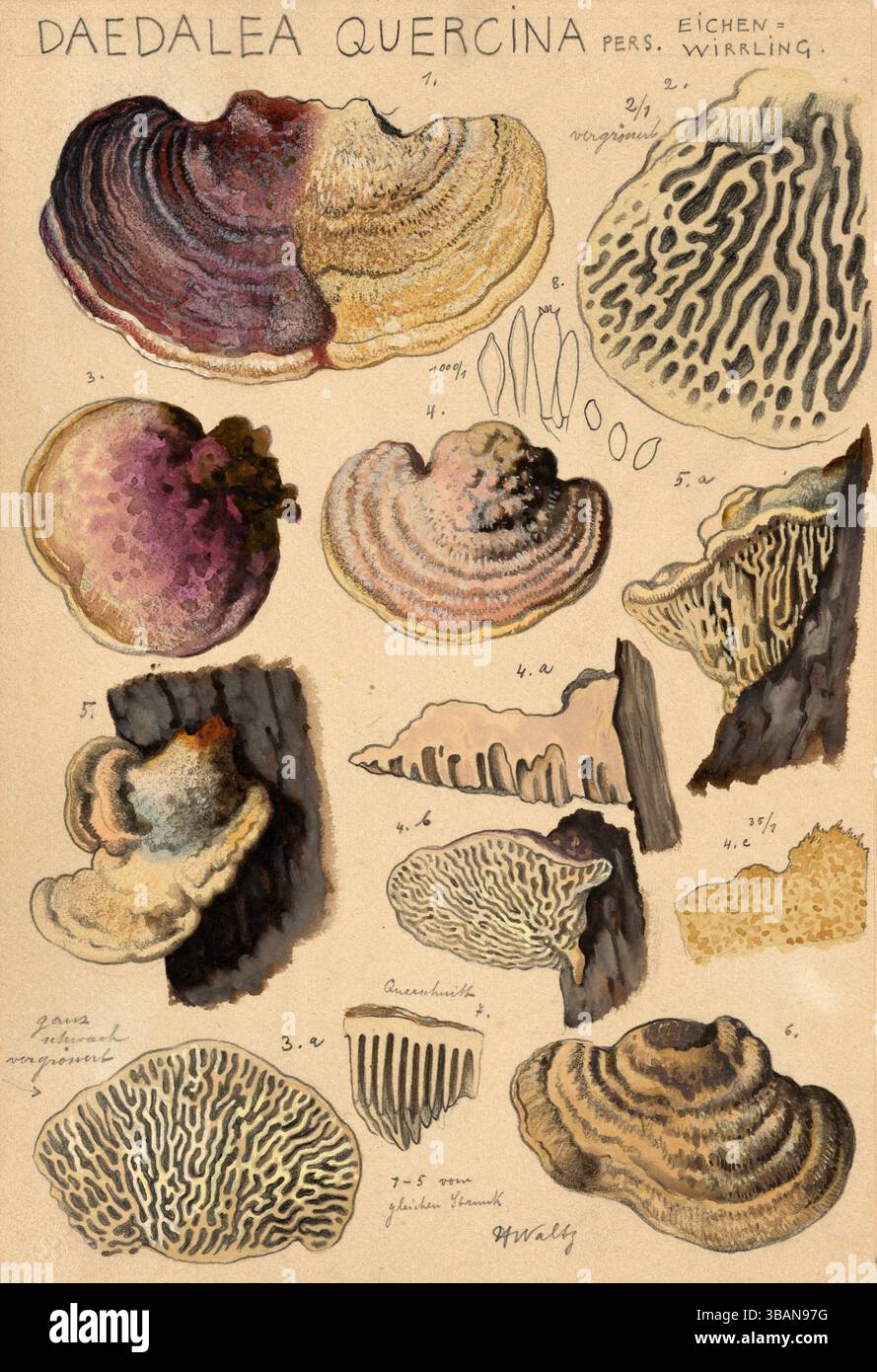 Mushroom, fungi, oak fungus, Daedalea quercina, syn. Trametes quercina ...