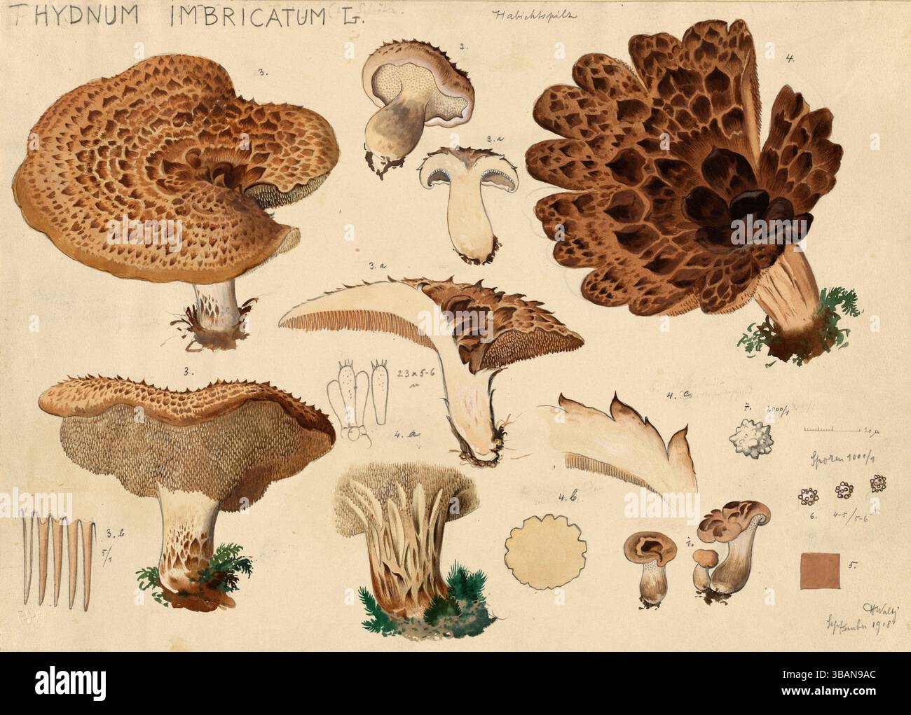 Mushroom, fungi, Hydnum imbricatum hawk's mushroom, authentic ...