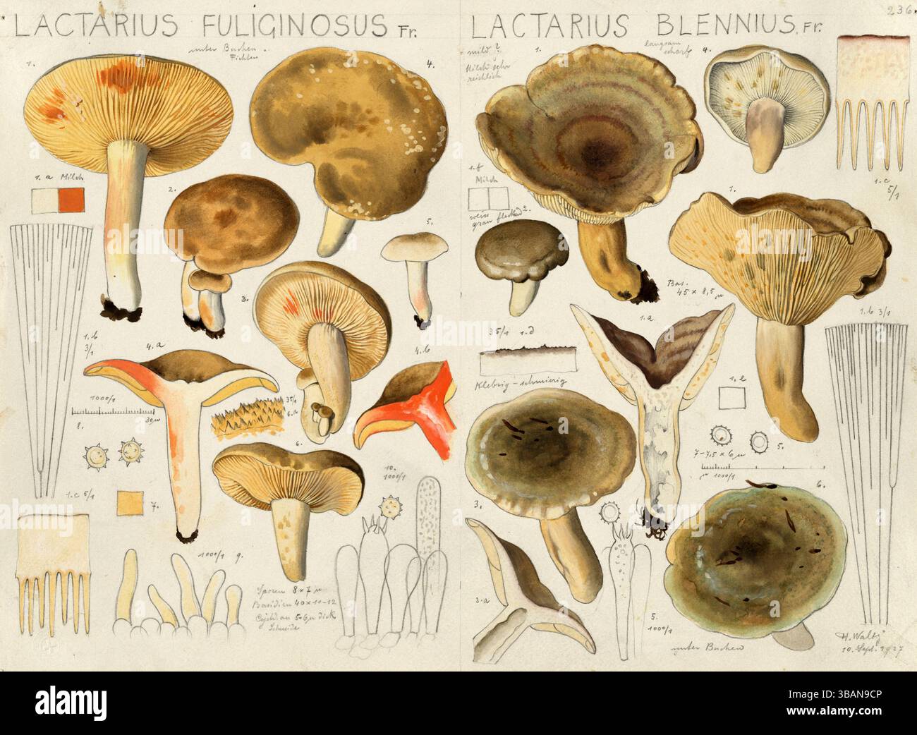 Mushroom, mushrooms, sooty milkcap, Lactarius fuliginosus and grey ...