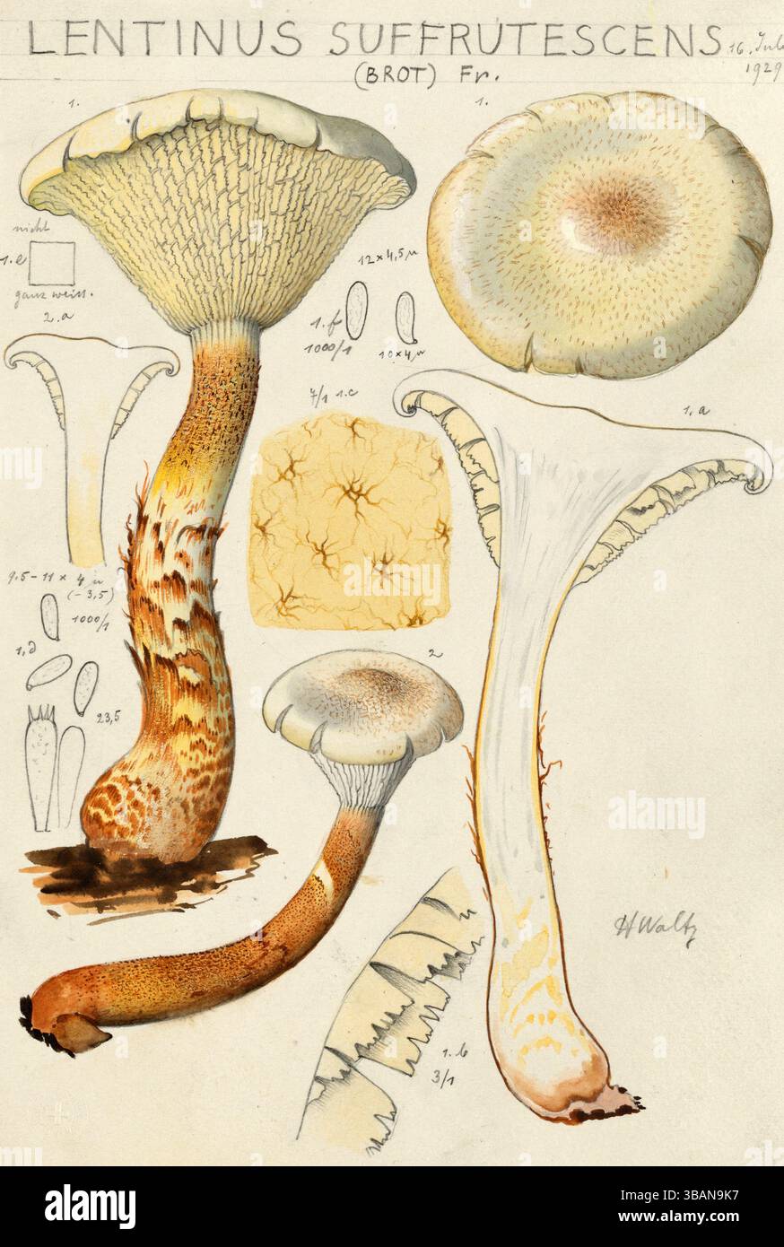 Mushroom, fungi, Scaly saw-cap, Neolentinus lepideus, syn. Lentinus ...