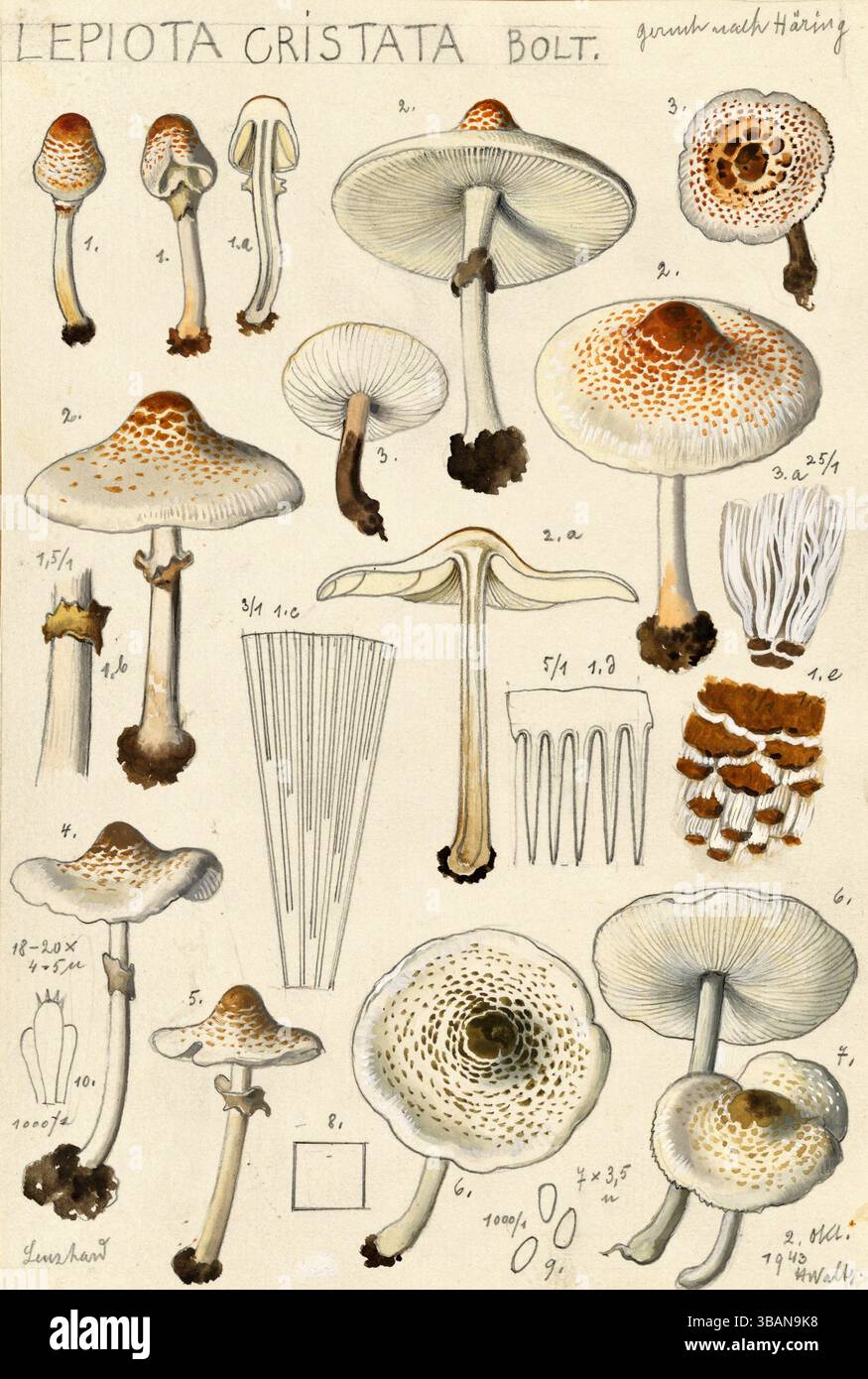Mushroom, mushrooms, stinking umbrella or comb umbrella, Lepiota ...