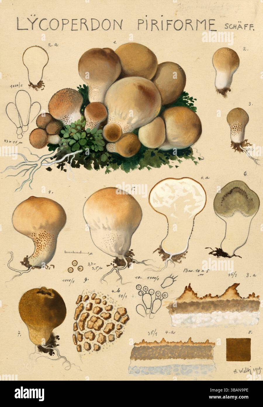 Mushroom, fungi, pear puffball, Apioperdon pyriforme, syn. Lycoperdon ...