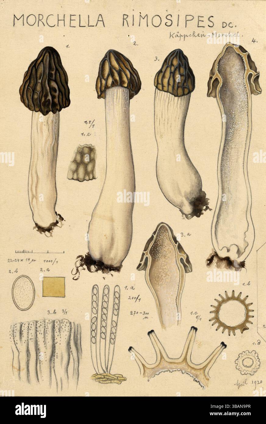 Mushroom, fungi, bonnet morel, Morchella rimosipes, authentic ...