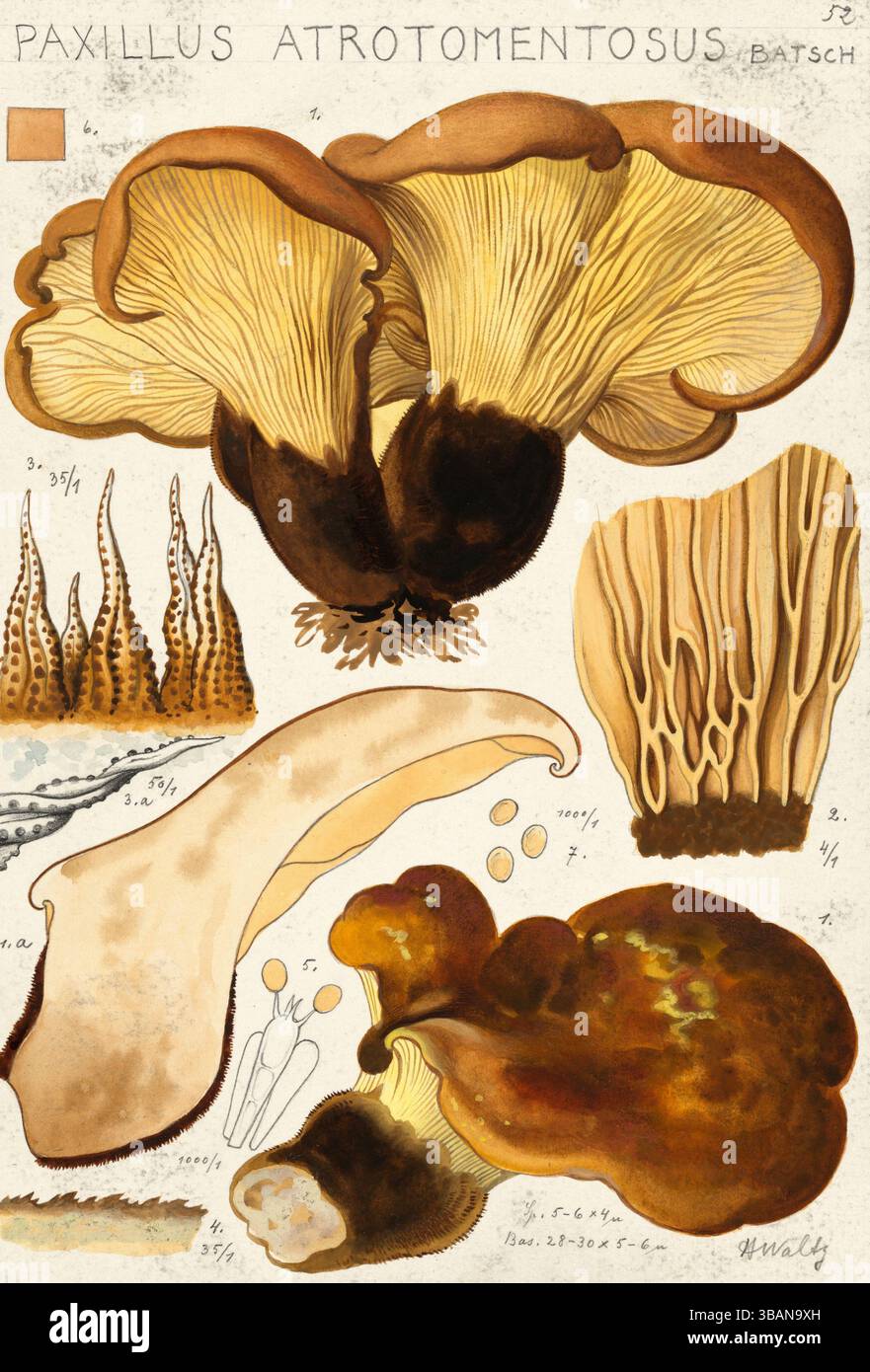 Mushroom, fungi, velvet foot wood fungus or short velvet foot fungus ...