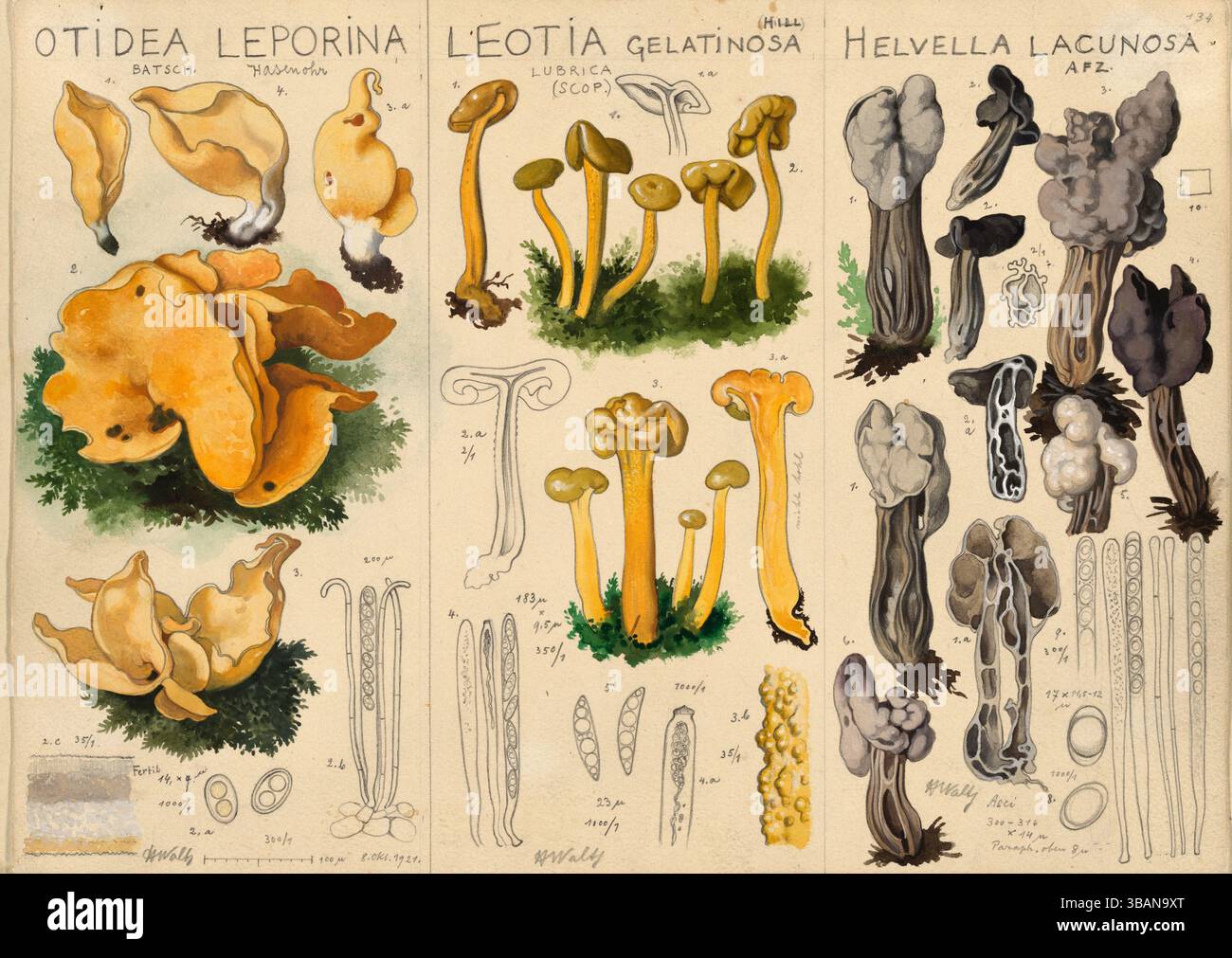 Mushroom, mushrooms, hare's auricle, Otidea leporina, and green-yellow ...