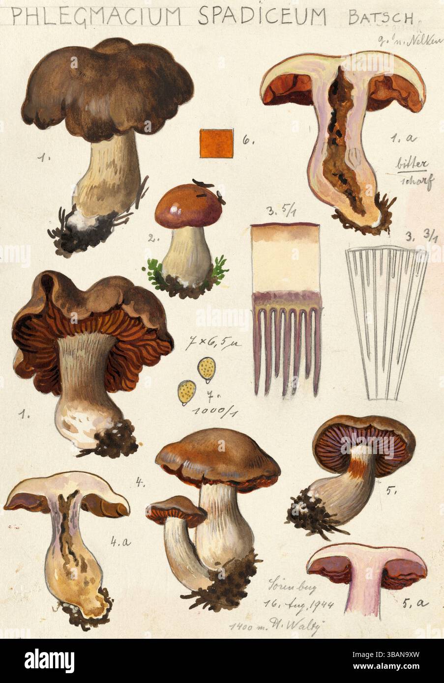 Mushroom, mushrooms, brown slimehead, Cortinarius spadiceus, syn ...