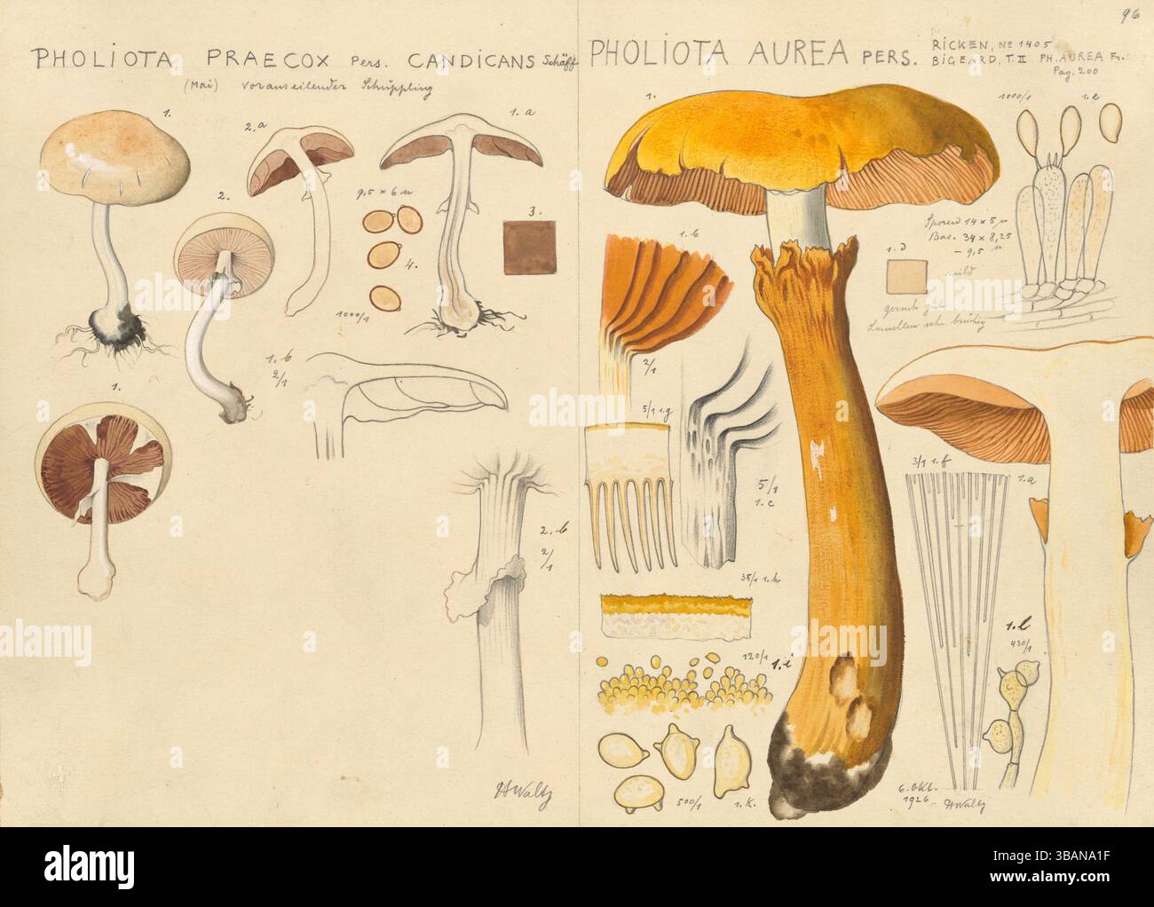 Mushroom, mushrooms, Pholiota praecox, fungus, and golden or common mica fungus, Phaeolepiota ...
