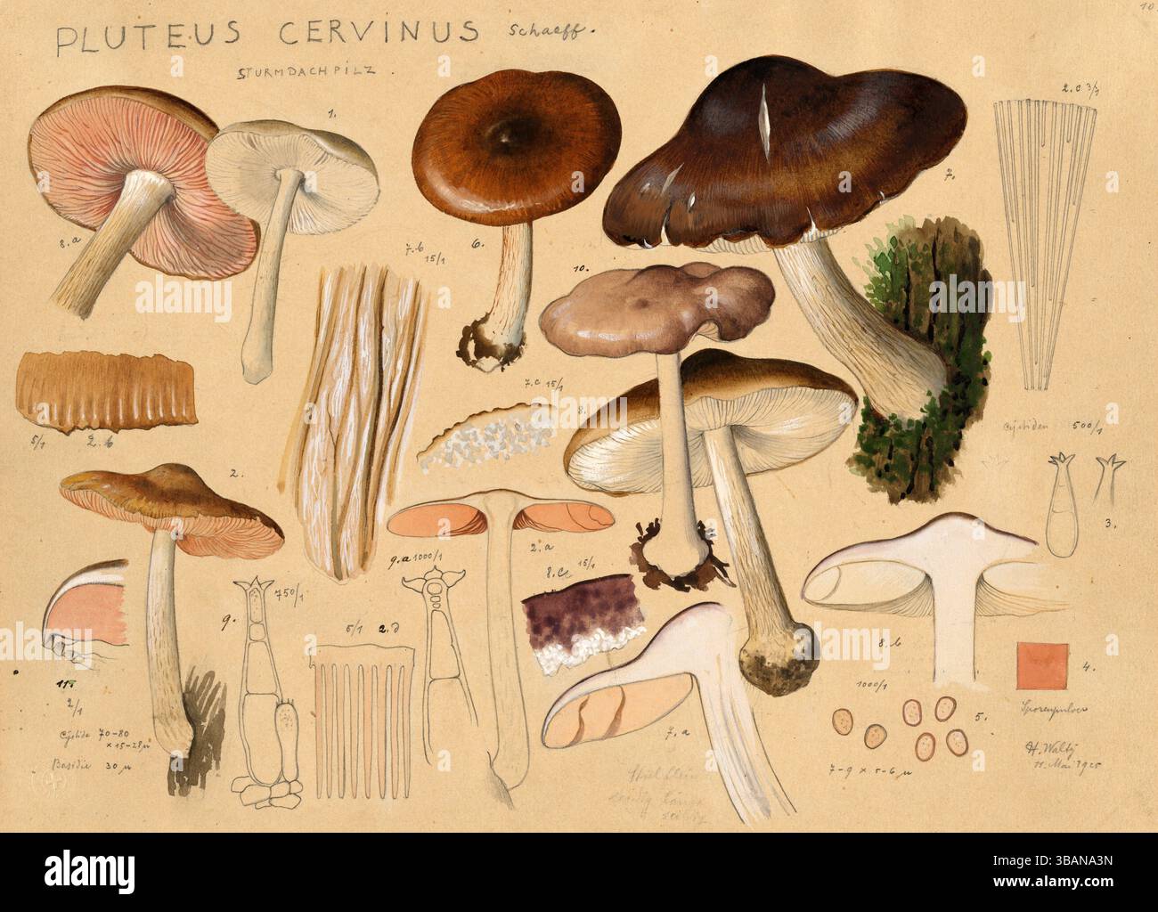 Mushroom, mushrooms, Pluteus cervinus, syn. Pluteus atricapillus ...
