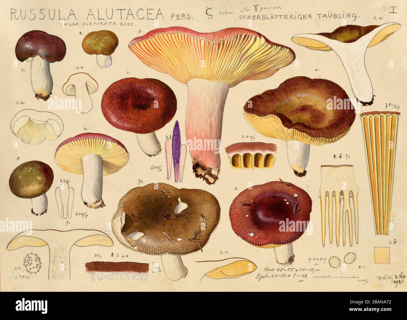 Mushroom, mushrooms, ochre-leaved russula, shiny or wine-brown leather ...