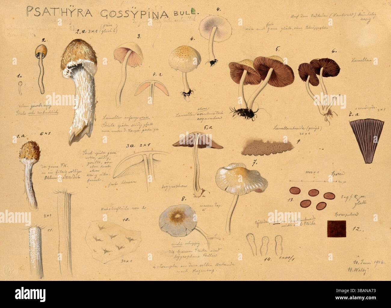 Mushroom, fungi, Typhrasa gossypina, syn. Psathyra gossypina, authentic reproduction of an ...