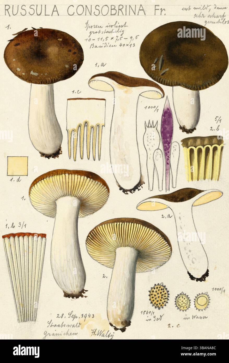 Mushroom, mushrooms, Russula consobrina, authentic reproduction of an ...