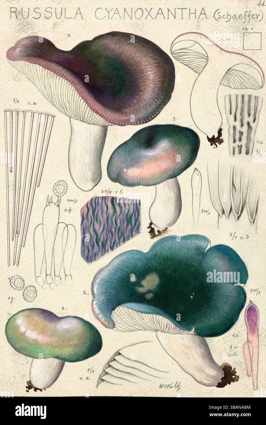 Mushroom, mushrooms, violet-green russula, Russula cyanoxantha ...