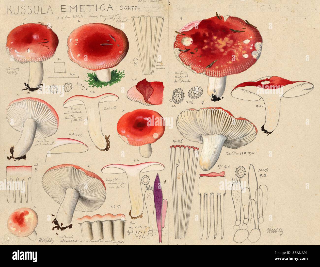 Mushroom, mushrooms, cherry-red russula, Russula emetica, authentic ...