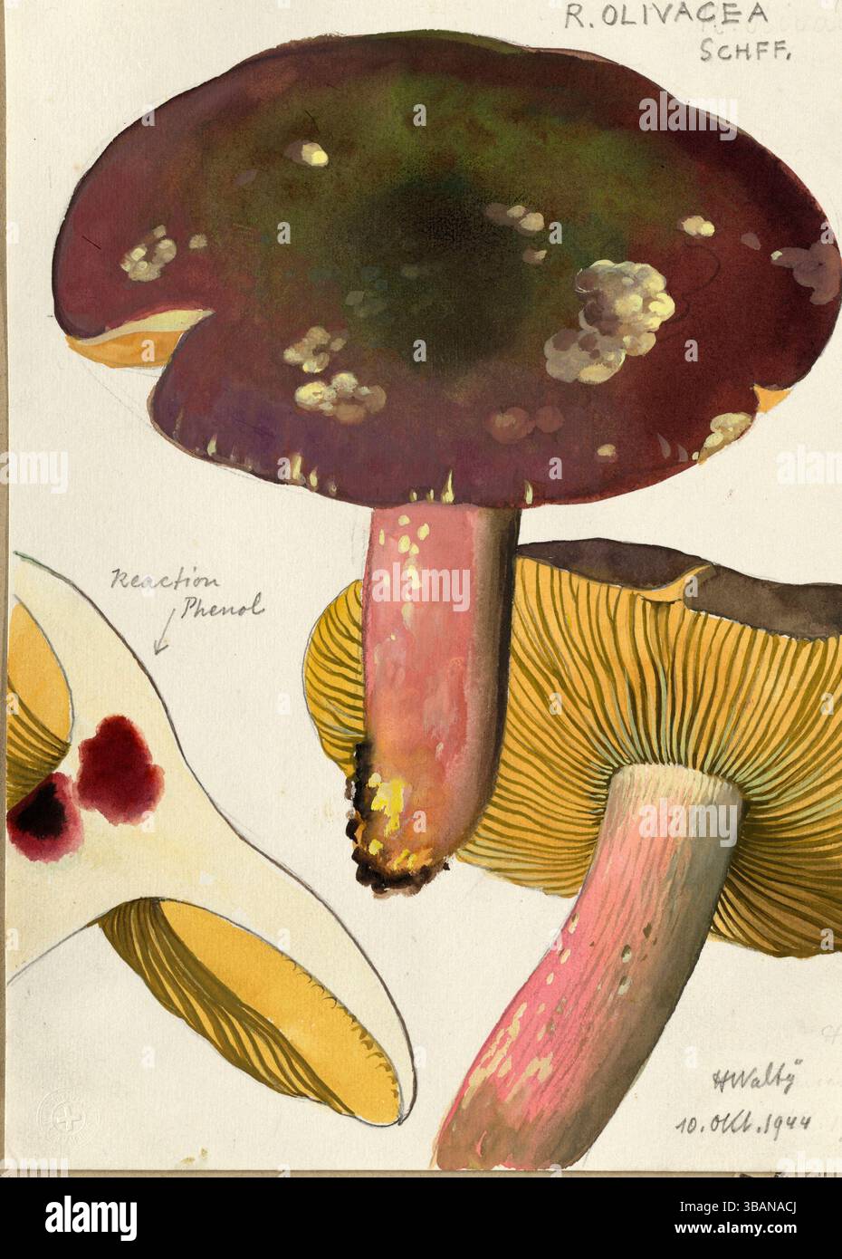 Mushroom, mushrooms, Russula olivacea, red-stemmed leather russula or ...