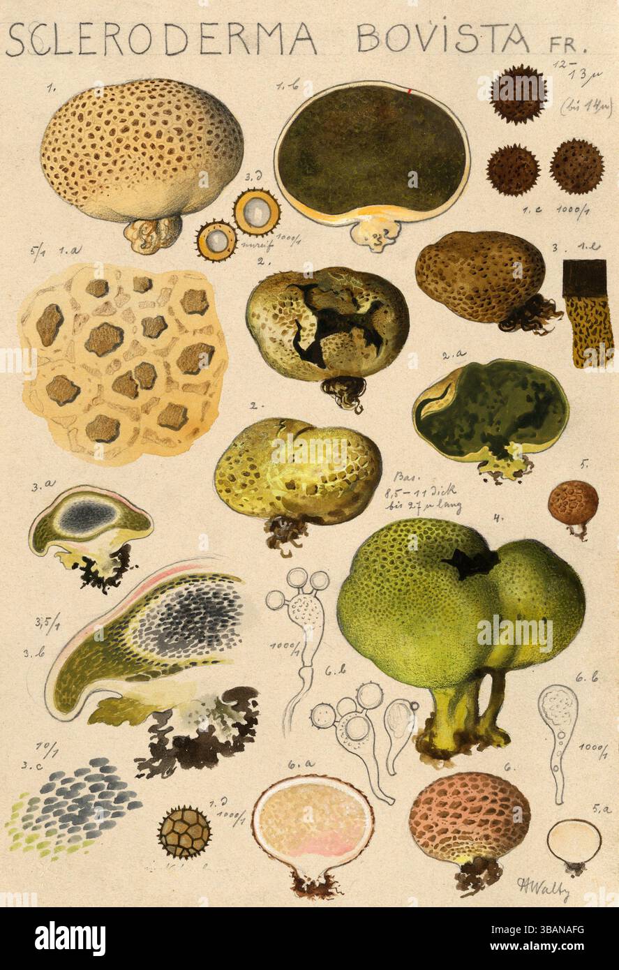Mushroom, fungi, Scleroderma bovista, Net-spored potato puffball ...
