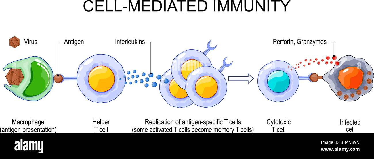 Cell-Mediated Immunity from antigen presentation to cytotoxic response and Memory T Cell ...