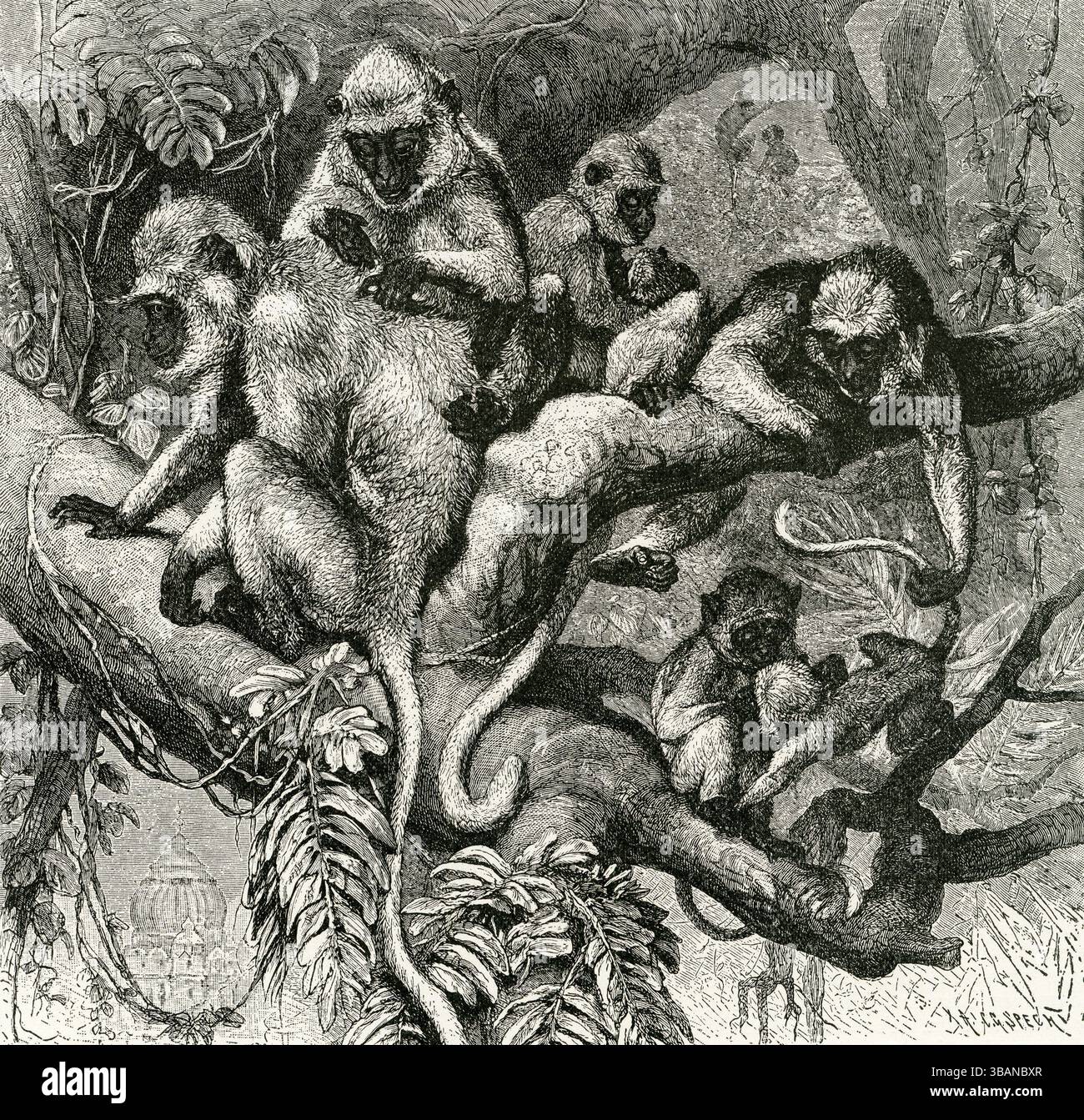 HOONUMAN MONKEYS ( Semnopithecus entellus ) - Hoonuman Monkeys on ...