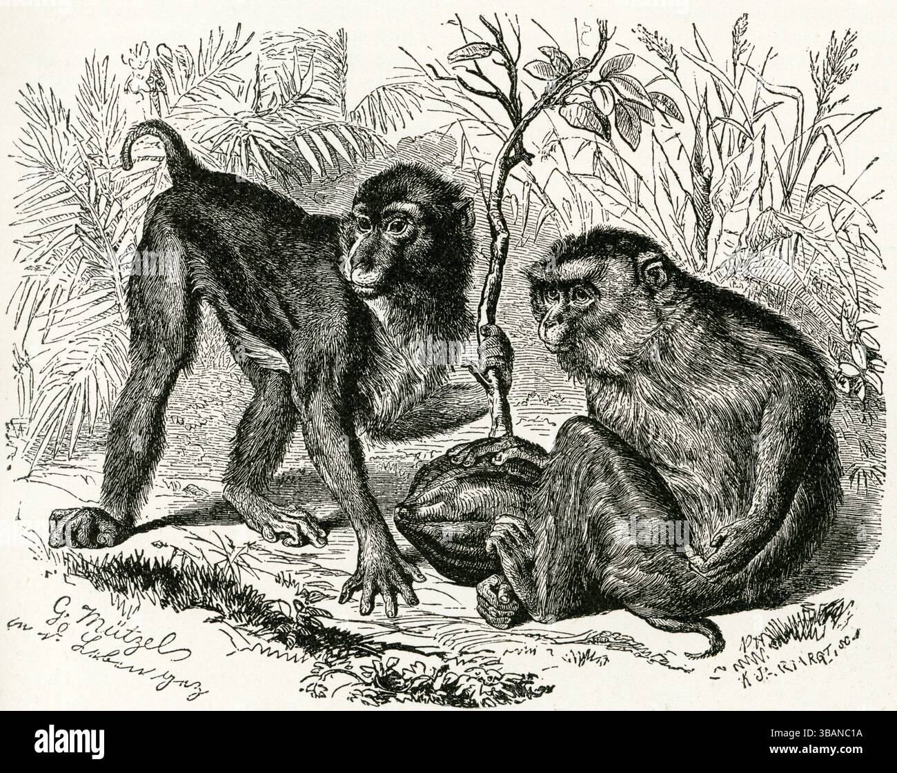 Linework fruit hi-res stock photography and images - Alamy