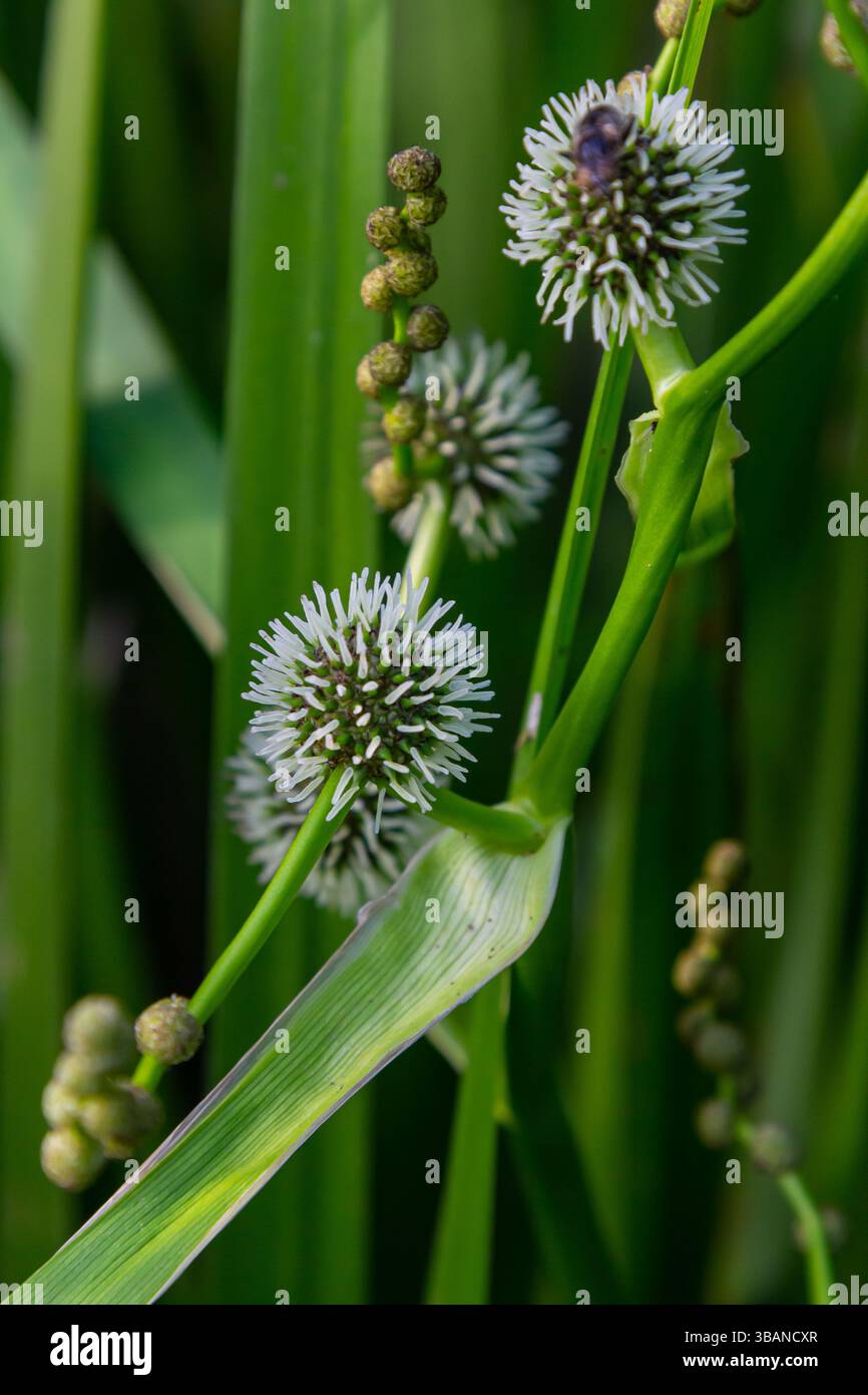 Branched hedgehog Sparganium erectum - flowering plant in the garden ...
