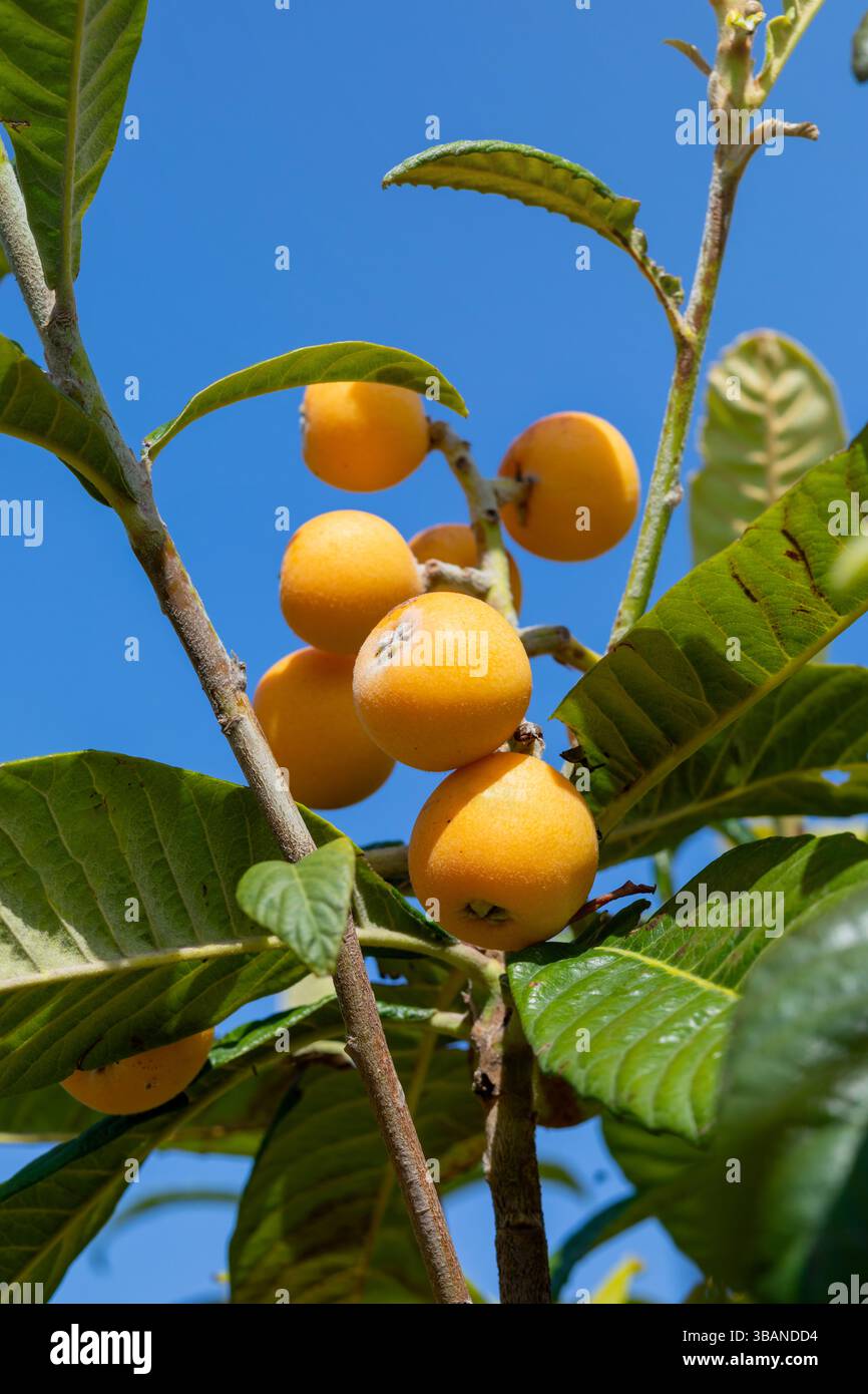 Sweet bounty hanging from tree hi-res stock photography and images - Alamy