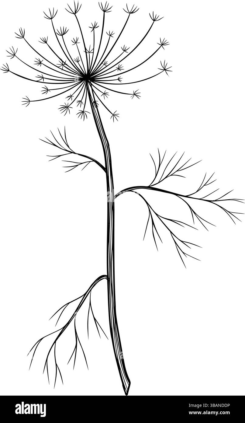 Vintage black and white vector illustration of Dill branch. Hand drawn ...