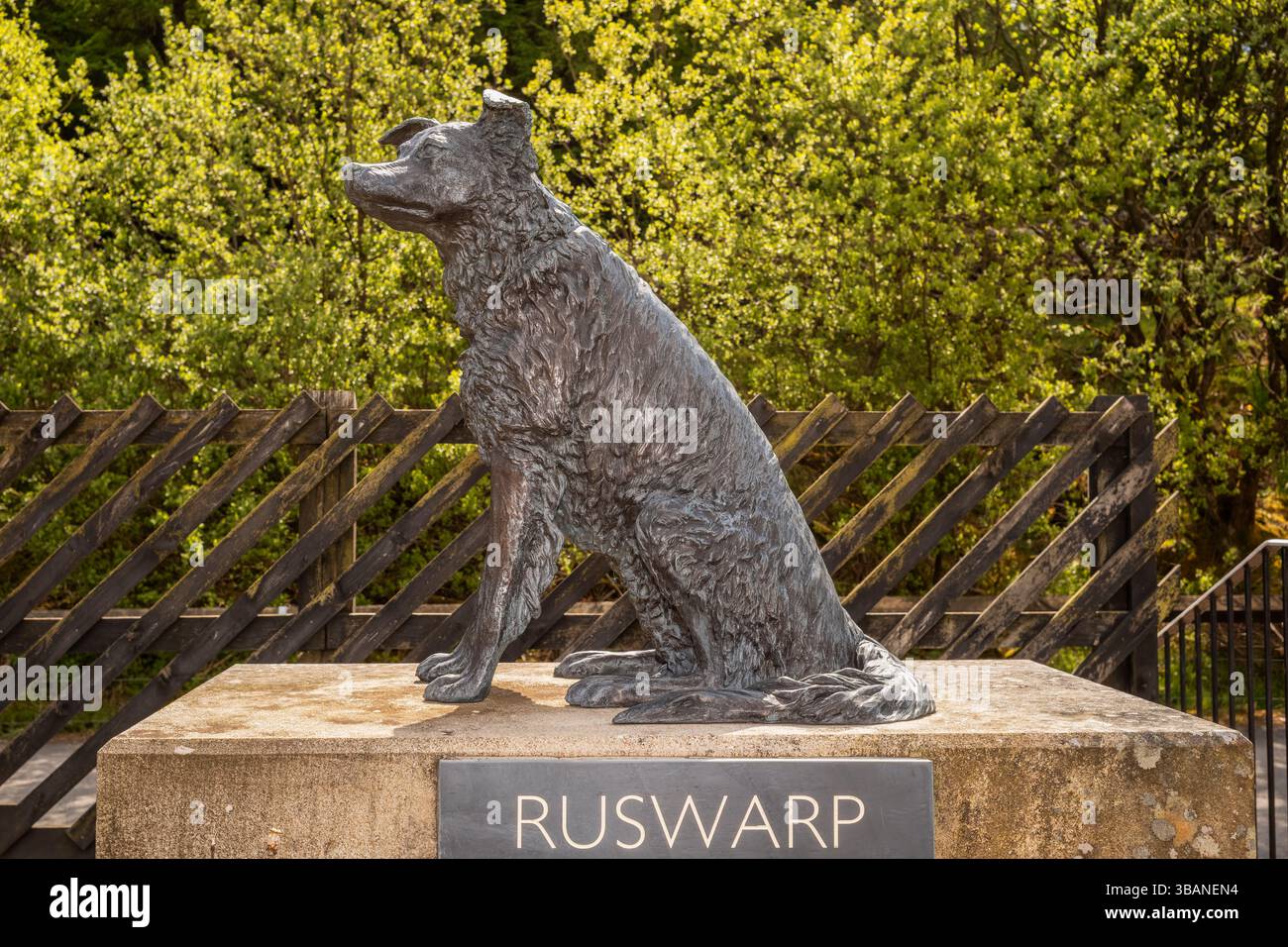 Ruswarp border collie dog hi-res stock photography and images - Alamy