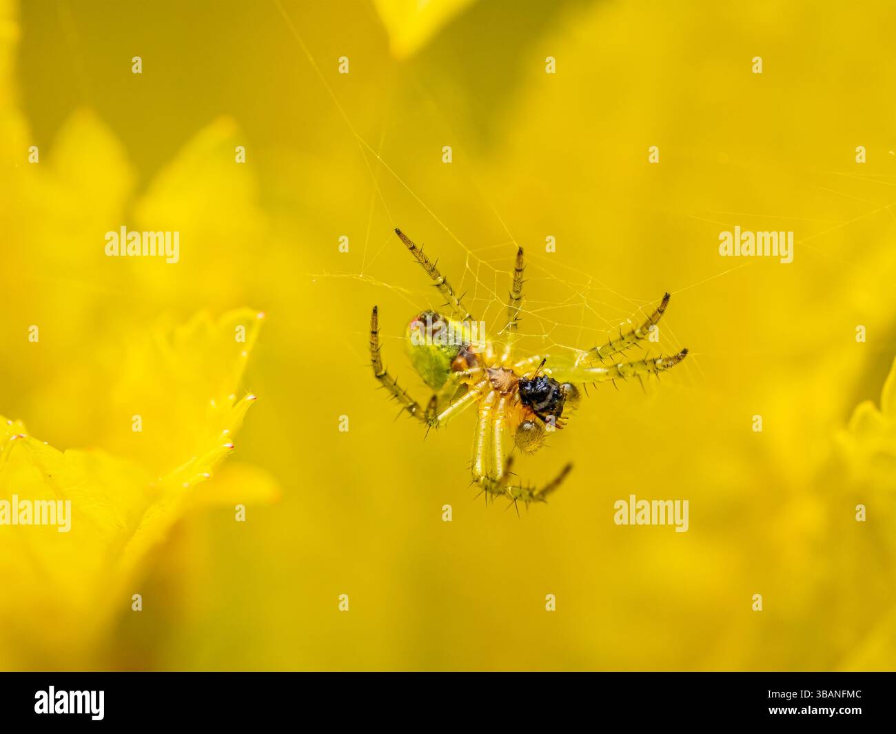 Macro photograph of a spider resting on its delicate web with bright ...
