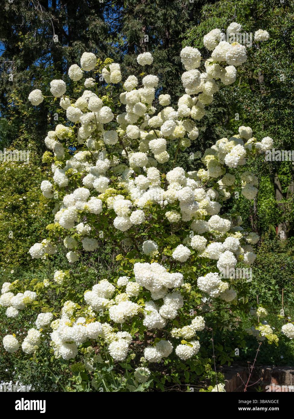 Viburnum macrocephalum, Chinese snowball Stock Photo - Alamy