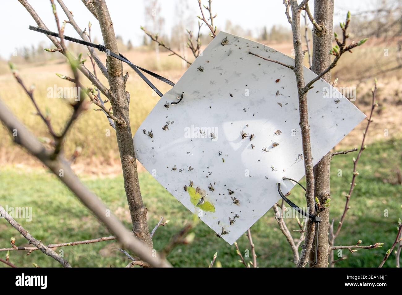 Pest Trap with Sticky Surface for Insect Control on Tree Stock Photo ...