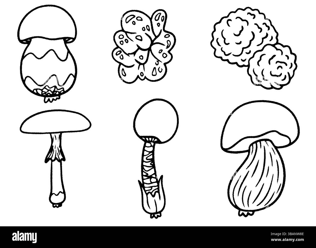 Mushroom doodle icon set. Hand-drawn vector illustration of edible ...