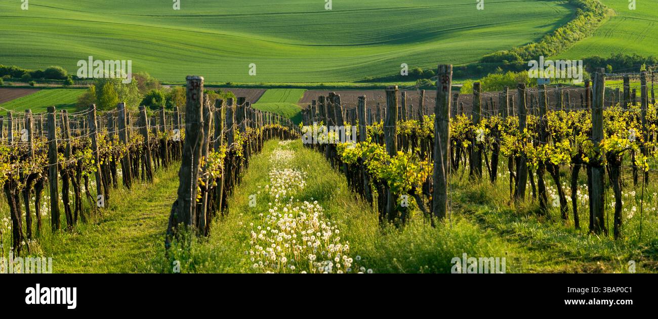 Moravian fields people hi-res stock photography and images - Alamy
