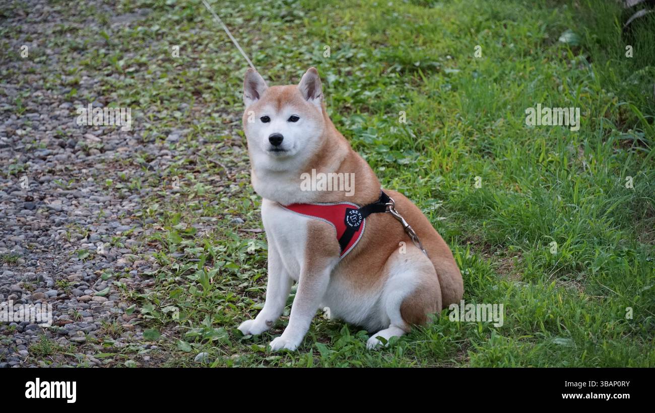 Adorable Shiba Inu: A Japanese Icon with a Spirited Personality Stock ...