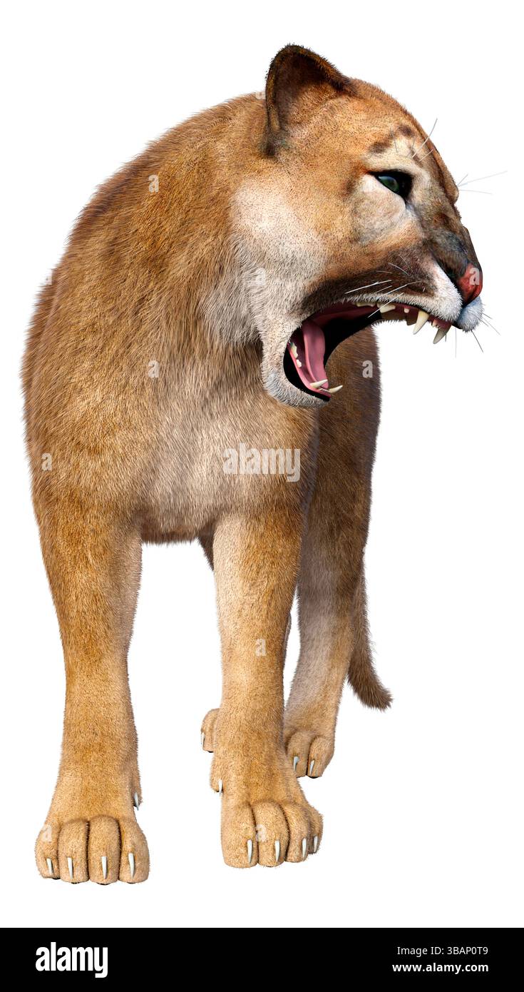 3D rendering of a big cat puma isolated on white background Stock Photo ...