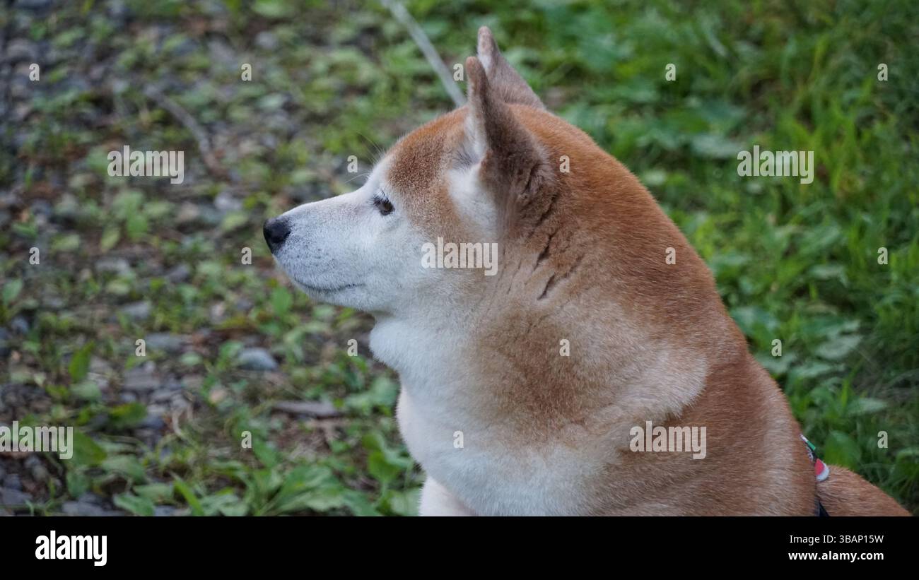 Adorable Shiba Inu: A Japanese Icon with a Spirited Personality Stock ...