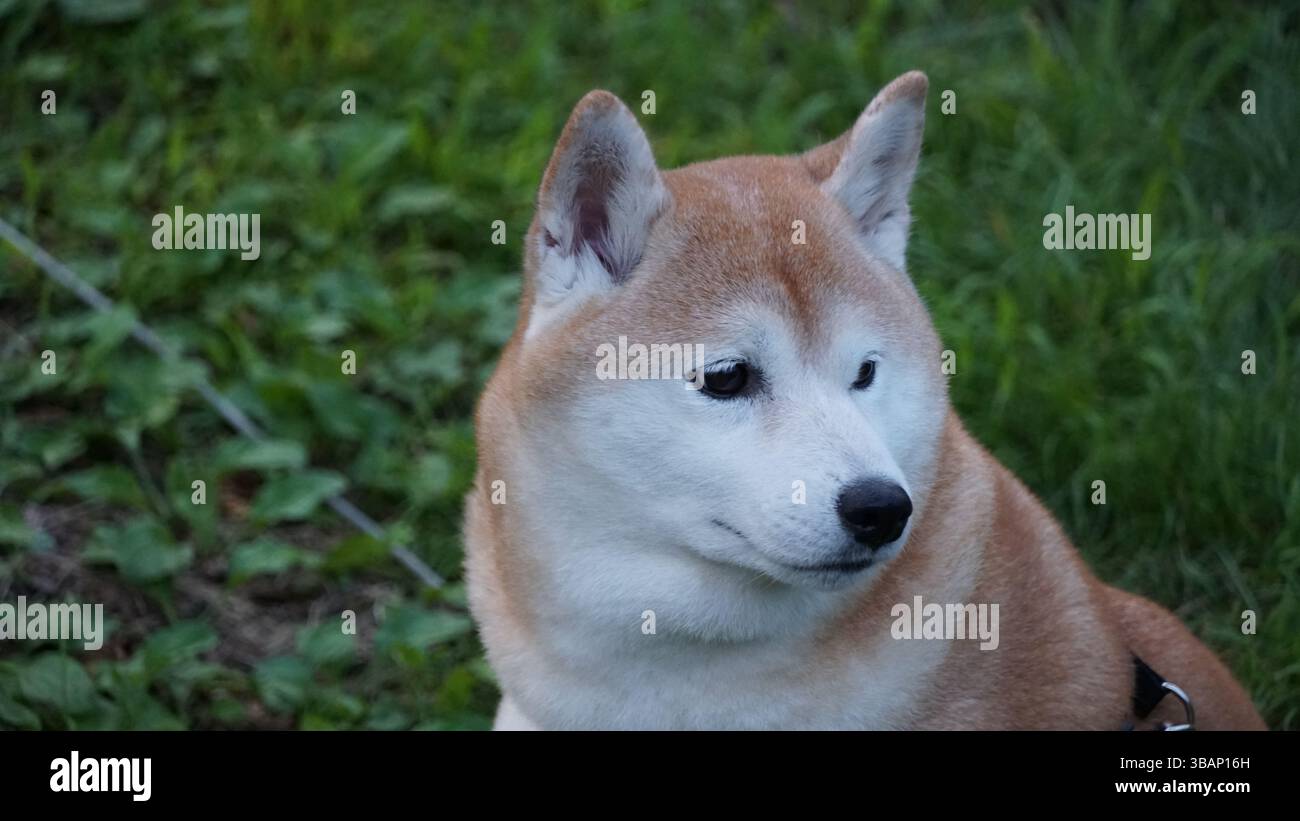 Adorable Shiba Inu: A Japanese Icon with a Spirited Personality Stock ...