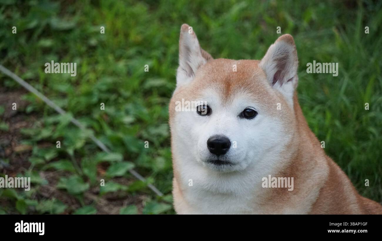 Adorable Shiba Inu: A Japanese Icon with a Spirited Personality Stock ...