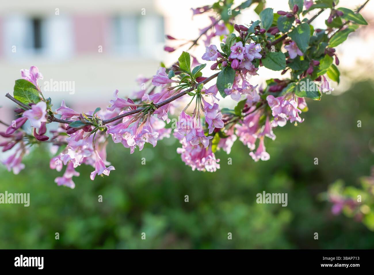 A long and slender tree branch adorned with beautiful pink flowers and ...