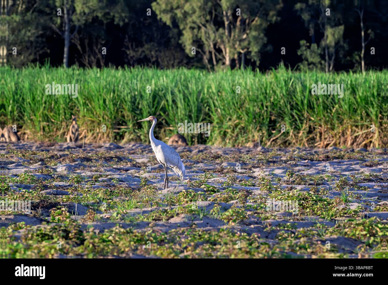 Brolga, Antigone rubicunda, Australian crane, native wetland bird ...