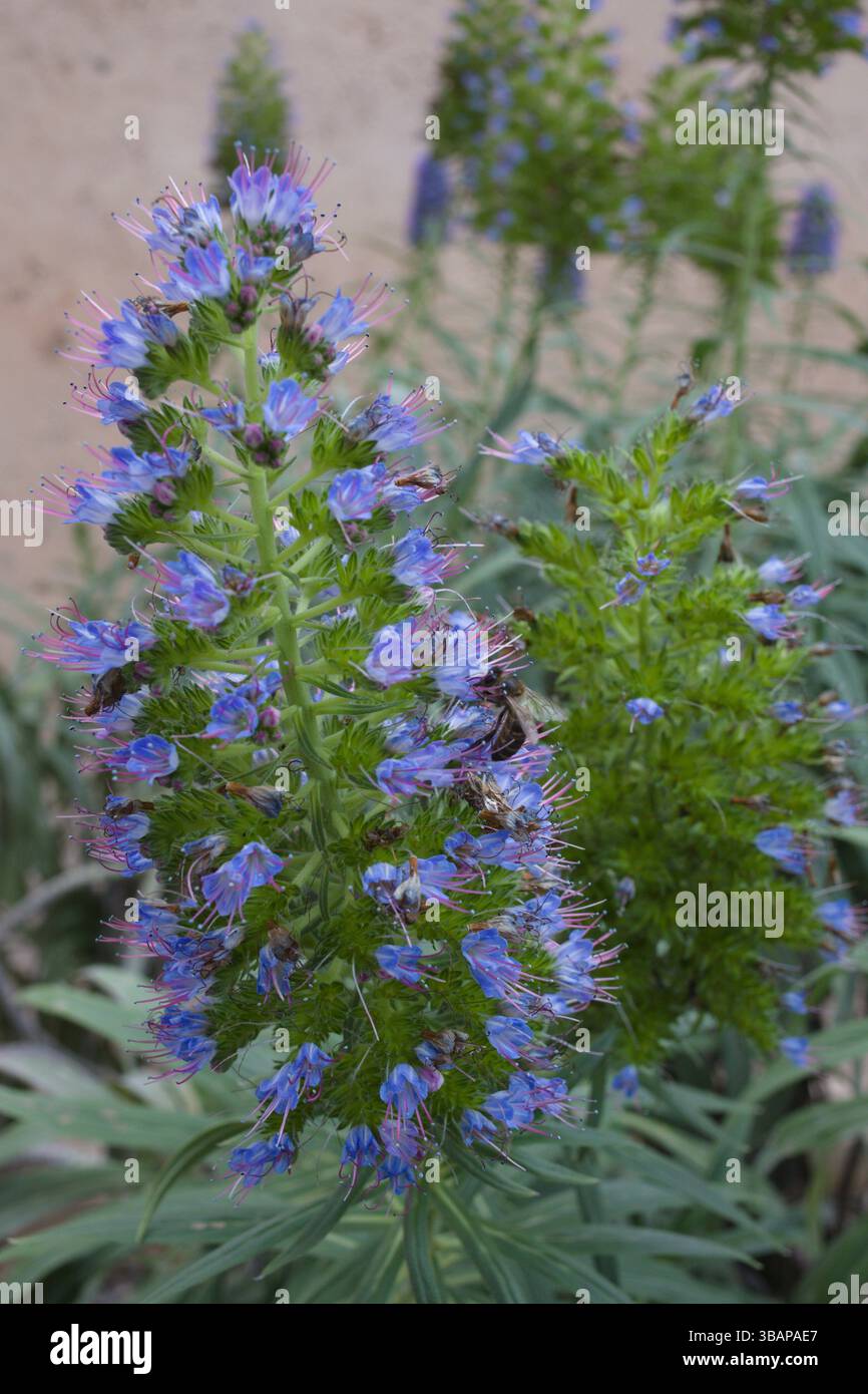 Madeira morocco hi-res stock photography and images - Alamy