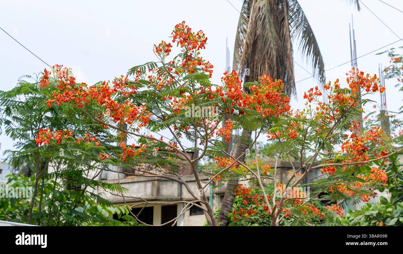 Krishnacura flower and nature background. Summer red Delonix regia ...