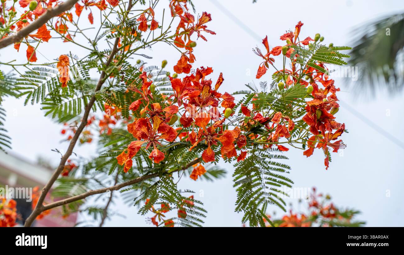 Krishnacura flower and nature background. Summer red Delonix regia ...