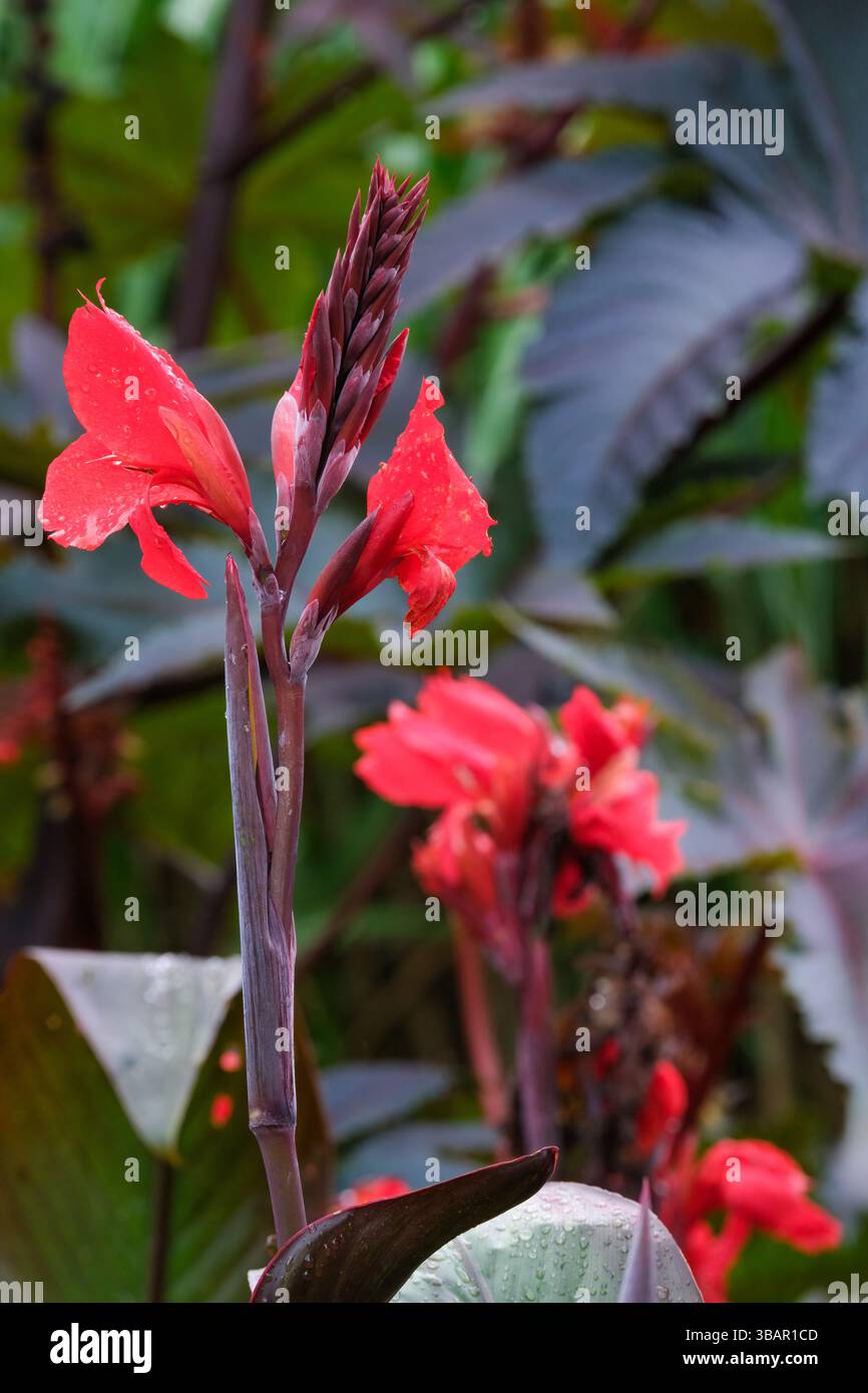 Canna × generalis Cannova Bronze Scarlet, Canna generalis Fcaa35 ...