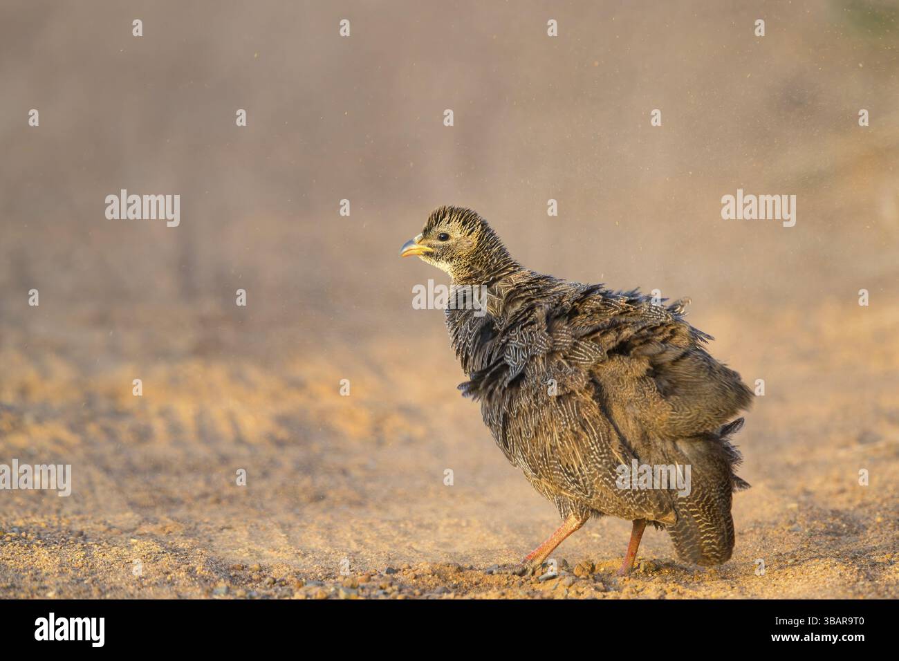 Cape Francolin, (Francolinus capensi), (Pternistis capensis), animals ...