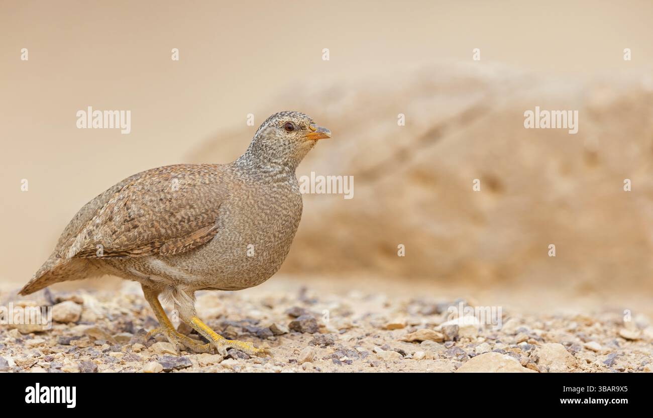 Arabian partridge, (Ammoperdix heyi), animal, animals, bird, birds ...