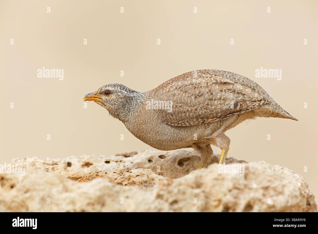 Arabian partridge, (Ammoperdix heyi), animal, animals, bird, birds ...