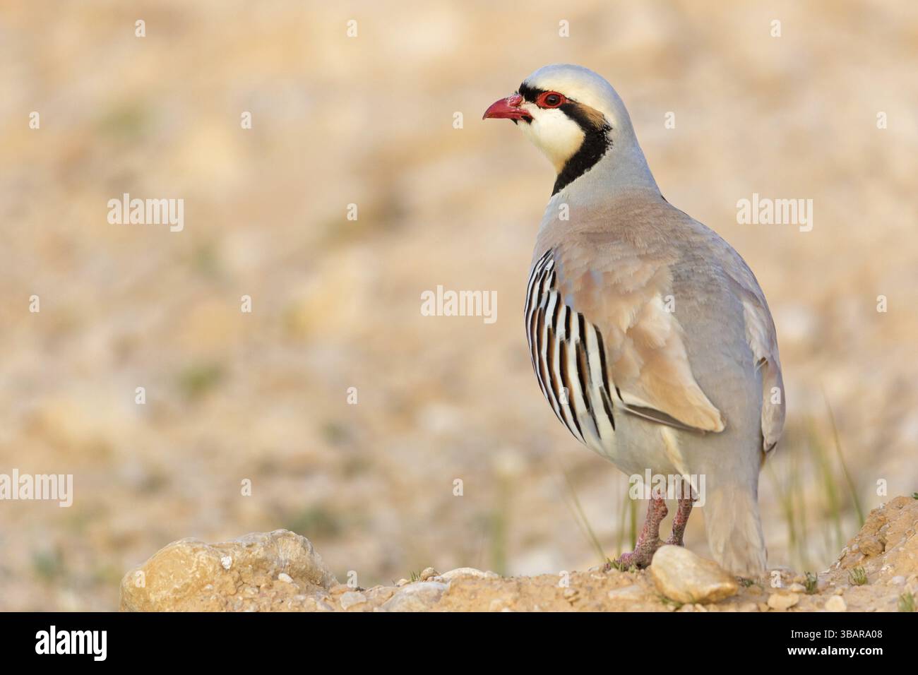 Chukar partridge, chukar, (Alectoris chukar), animals, birds, chukar ...