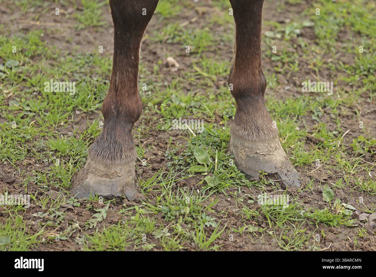 Broken hoof hi-res stock photography and images - Alamy