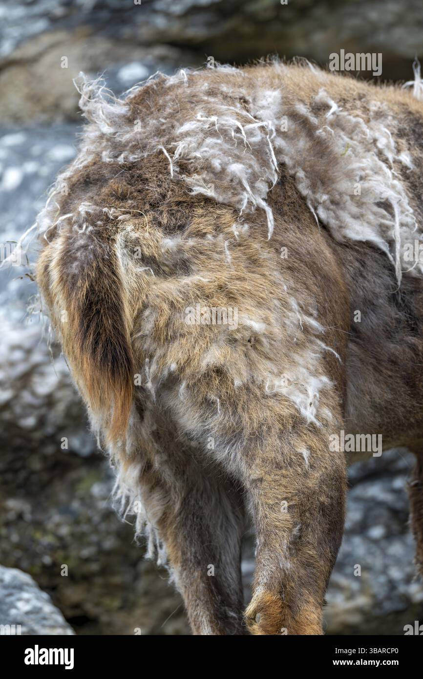 Alpine ibex summer coat hi-res stock photography and images - Alamy