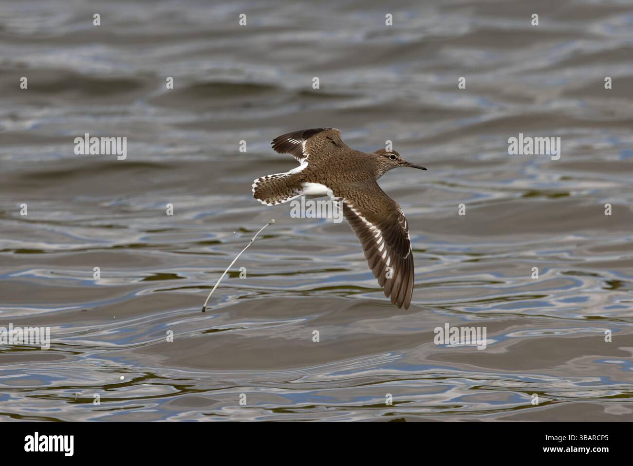Common Sandpiper (Actitis hypoleucos) defaecating Norfolk April 2025 ...